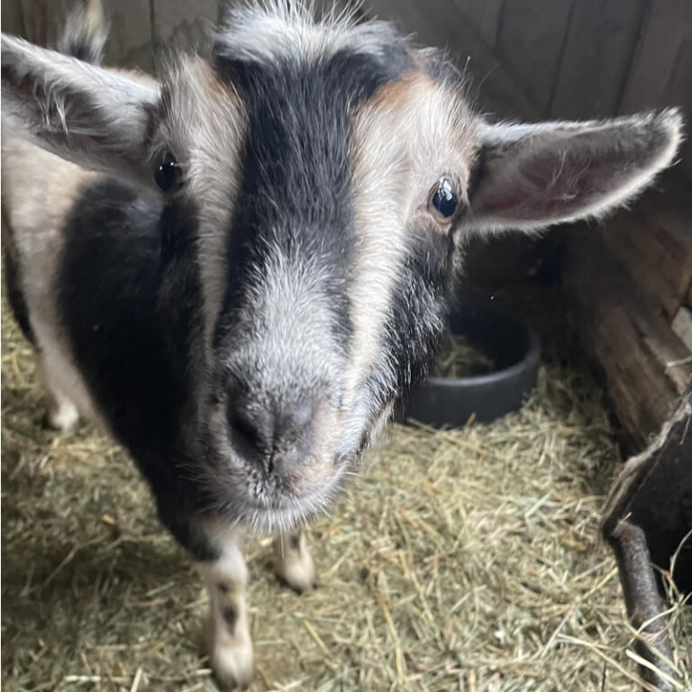 Heritage Donation | Remlinger Farms